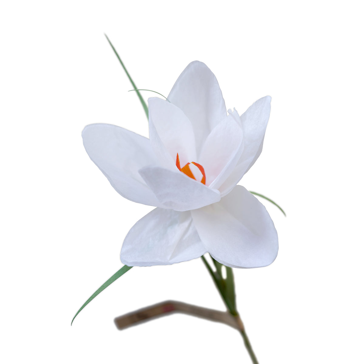 クロッカス / Crocus – POETRY READING